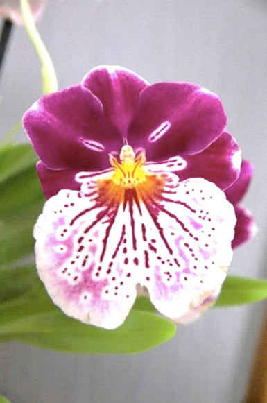 Inilah Macam-macam Bunga Anggrek yang Perlu Diketahui – FlowerAdvisor