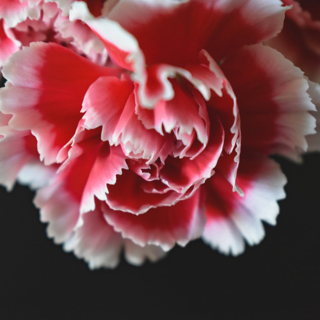 Arti & Makna Bunga Anyelir – FlowerAdvisor