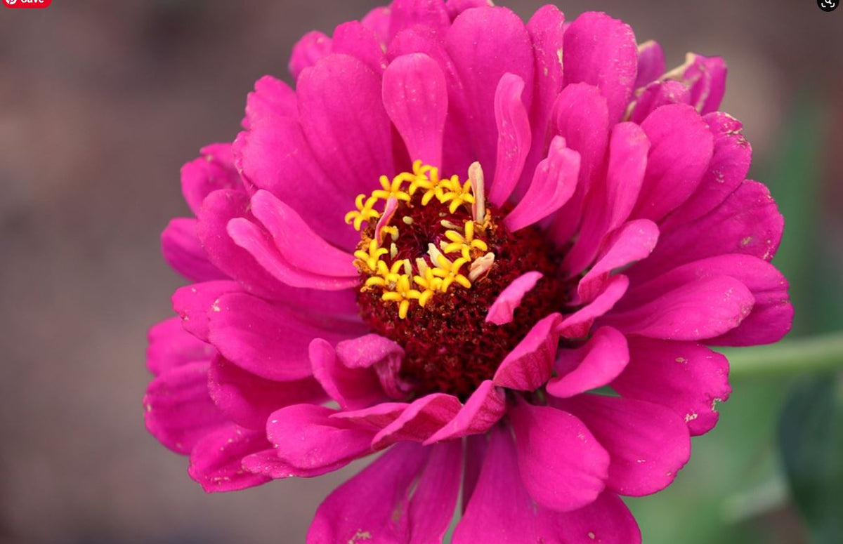 Yuk Kenalan dengan Si Cantik Bunga Zinnia : Cara Menanam Serta Perawat ...